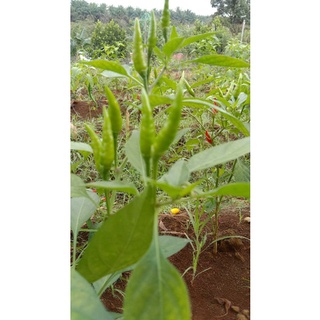 pokok cili api bara. pokok hampir berbunga. dalam tray semaian 51 holes ...