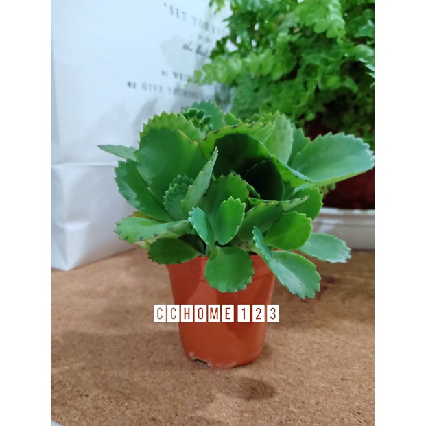 Daun Setawar Mother of Thousands Succulent Bryophyllum Pinnatum ...