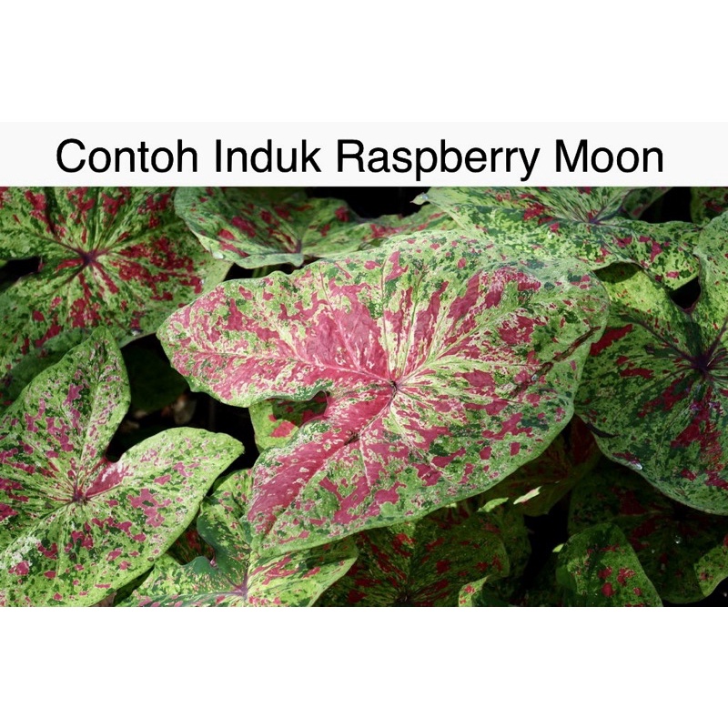 ANAK KELADI/CALADIUM USA (RASPBERRY MOON) | Shopee Malaysia