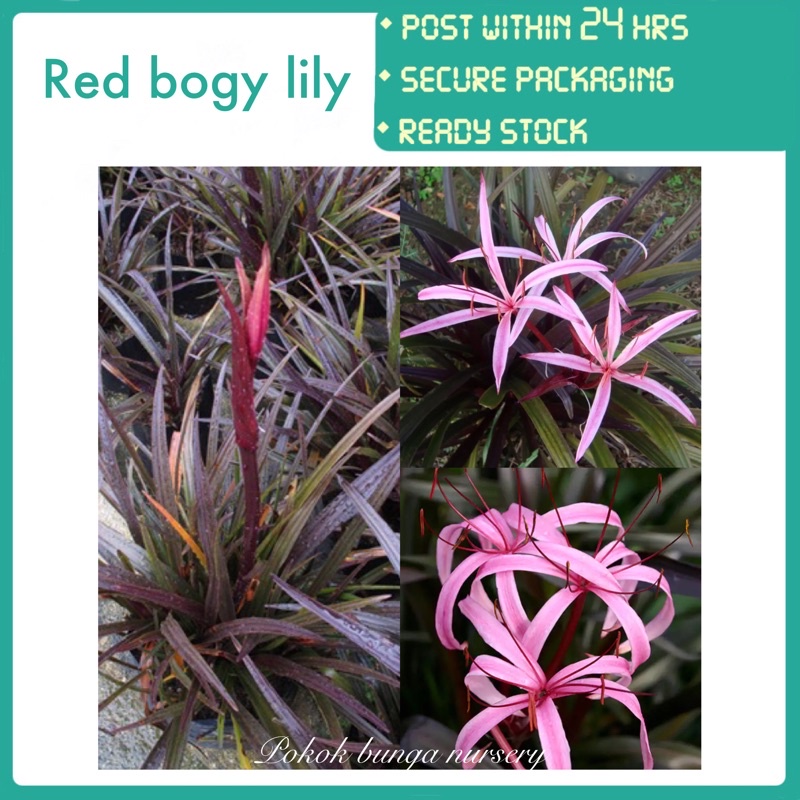 PBN - red bogy lily - pokok bunga nursery swamp bog lily crinum ...