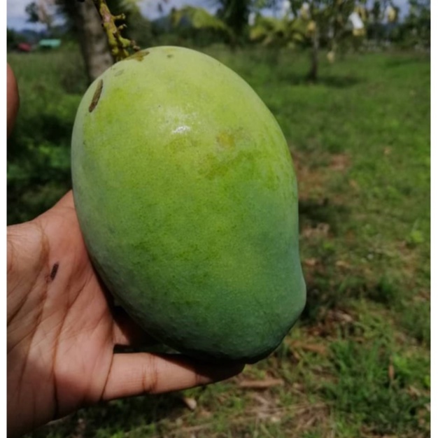 HARUMANIS PERLIS ORIGINAL | Shopee Malaysia HARUMANIS PERLIS ORIGINAL | Shopee Malaysia
