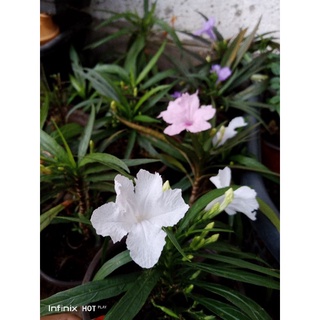 pokok bunga ruellia renek/morning glory. | Shopee Malaysia