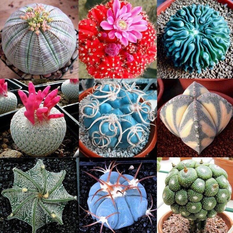 Mixed Colors Cactus Seeds Bonsai Seed Perennial Rare Succulent Plants ...