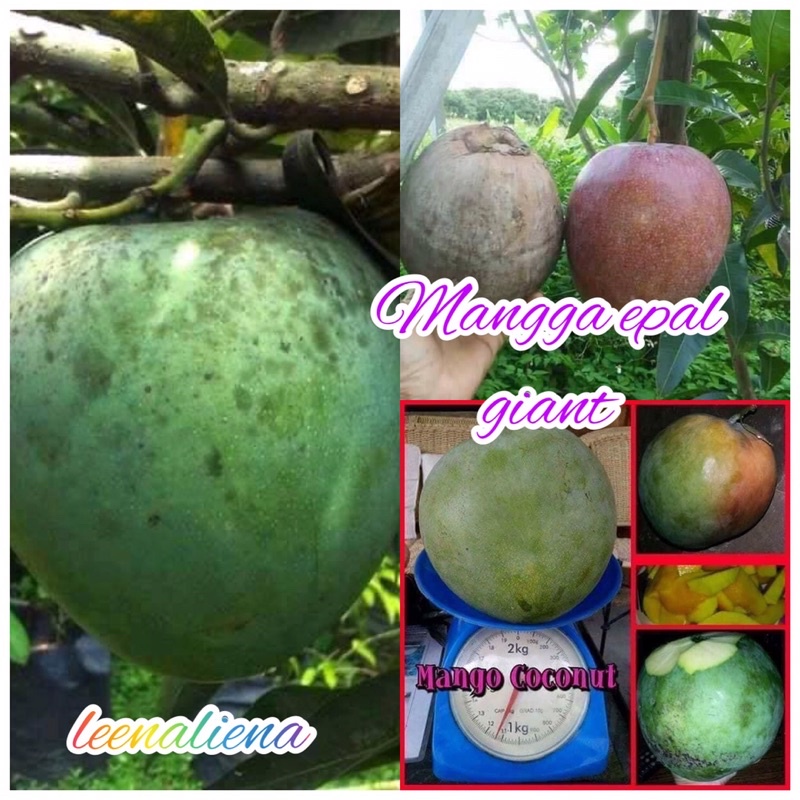 MANGGA EPAL GIANT/KELAPA 1 KILO | Shopee Malaysia