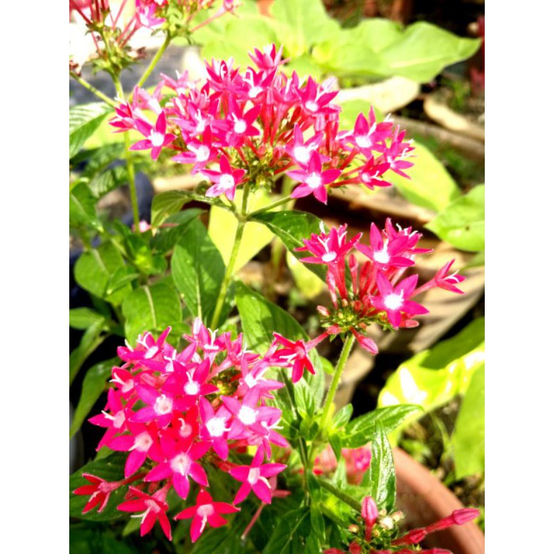 [Ready Stock] Anak Pokok Star Cluster Pentas lanceolata lucky star ...