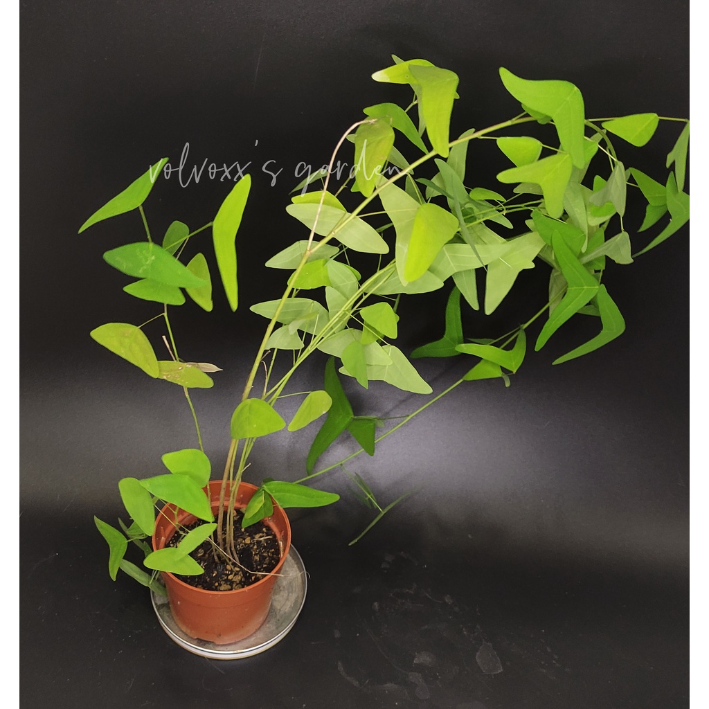 Green butterfly plant (Christia vespertilionis) / Pokok rerama | Shopee ...