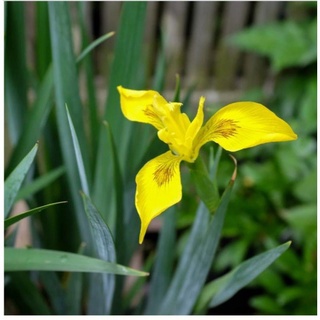 pokok bunga yellow airis kuning | Shopee Malaysia