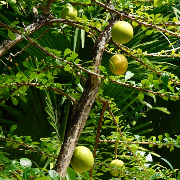 Limau Bali / Pomelo (Citrus maxima) - Pokok Hidup / Live Plant | Shopee ...