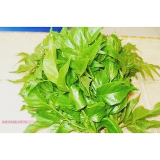 anak pokok beko (limited time only) | Shopee Malaysia