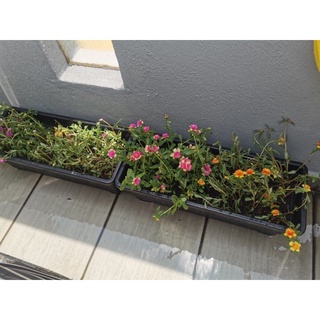 Pasu Bunga petak panjang besar pasu Bunga Lebar / BIG POT Pasu Sayur ...