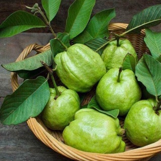 Jambu Batu Tanpa Biji / Jambu Seedless / Jambu Batu Colek Tiada Biji ...