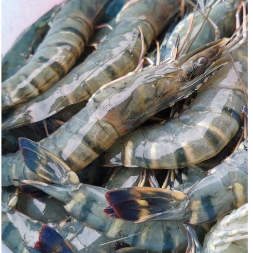 Fresh Live Tiger Prawn Udang Harimau Hidup Segar Free Delivery (Klang ...
