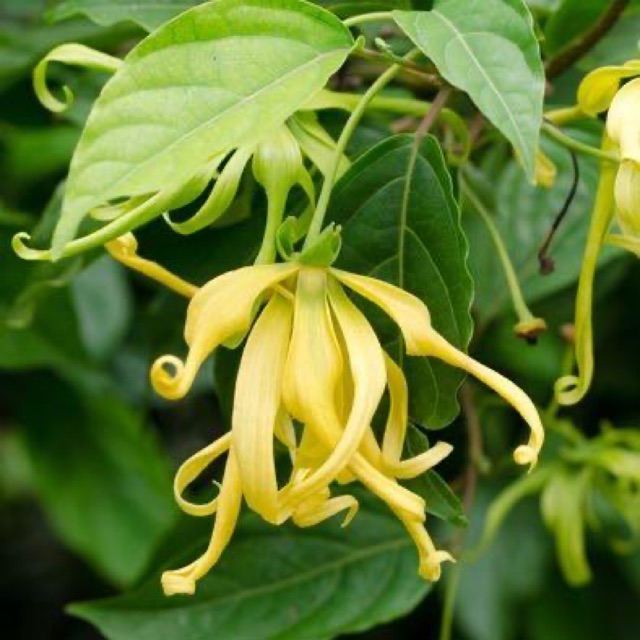 Pokok Bunga Kenanga / Ylang-Ylang / Lana-Lana / Perfume Tree | Shopee ...