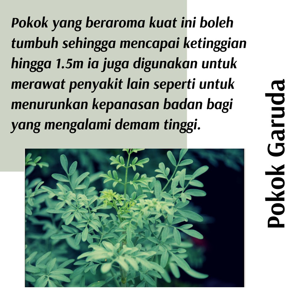 (Real Plant) Pokok Garuda halau nyamuk herba herbs daun busuk ruta ...