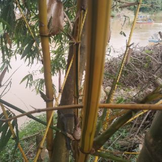 Pokok Buluh Gading / Buluh Kuning | Shopee Malaysia
