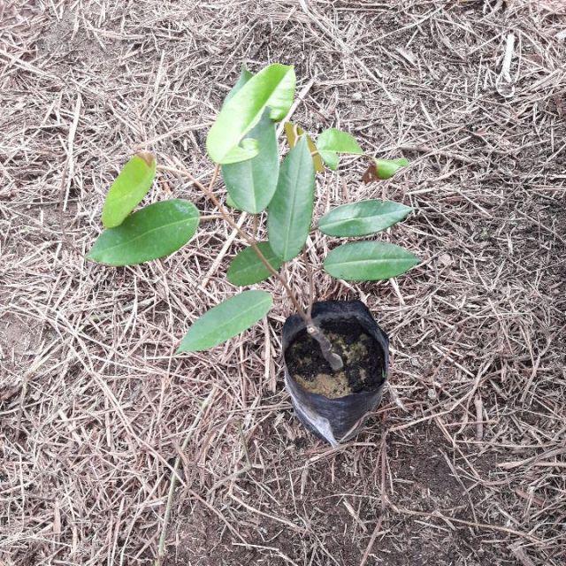Anak pokok durian D145 Beserah Mek Hijau Super rare | Shopee Malaysia