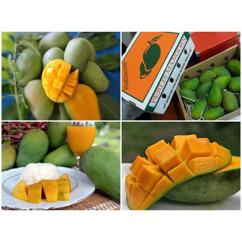 Harum Manis Perlis Terbaik Grade AAA 2kg / 3kg Mango Harum Manis ...