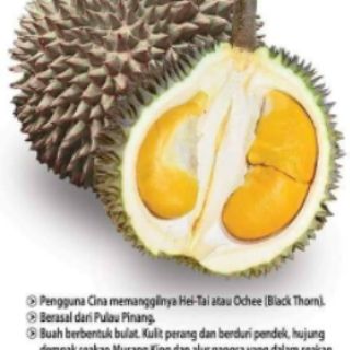 Durian duri hitam / pokok durian black thorn / pokok durian ochee ...
