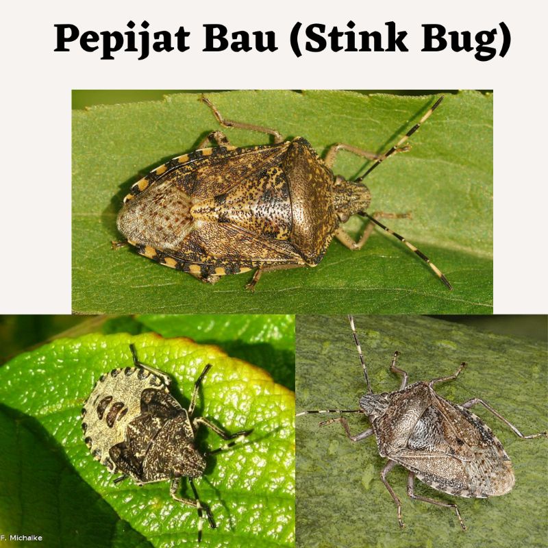 Racun Serangga Pepijat Bau Stink Bugs Pepijat Busuk | Shopee Malaysia