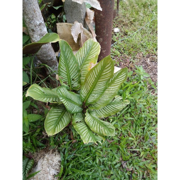 anak pokok calathea hijau | Shopee Malaysia