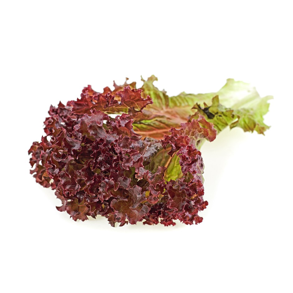 SEEDS Red Leaf Lettuce (2.5g) | Shopee Malaysia