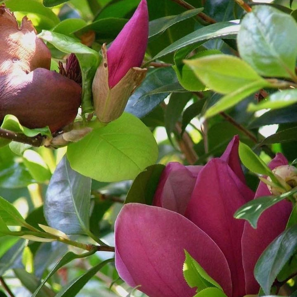 Anak Pokok Cempaka Pisang Merah | Shopee Malaysia