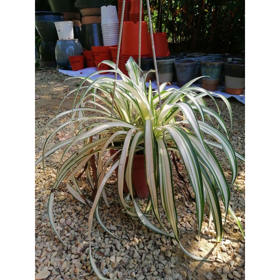 [LIVE PLANT] Spider plant / with pot (sila baca keterangan produk ...