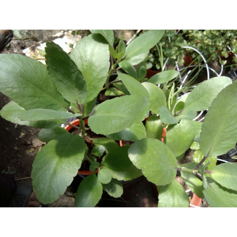 POKOK SETAWAR KAMPUNG | Shopee Malaysia