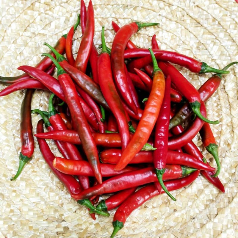 20 pcs benih Cili merah cili besar cabai besar cabai sambal red chili ...