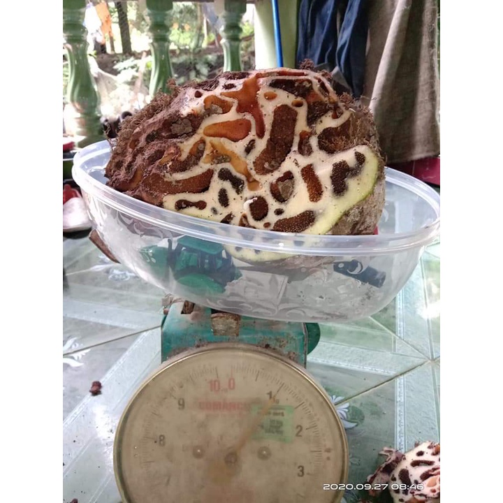 RAJA SATONG SARANG SEMUT PENGUBAT KANSER 250g | Shopee Malaysia