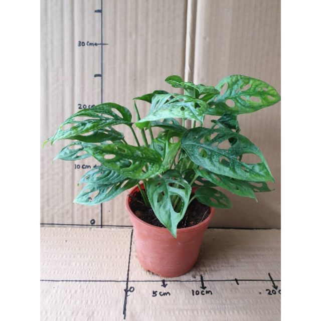 Real life plant / monstera / indoor plant/ pokok hidup | BeeCost