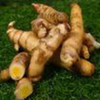 POKOK TEMU PAUH (AMALAN PENJAGAAN KESIHATAN NENEK MOYANG) | Shopee Malaysia