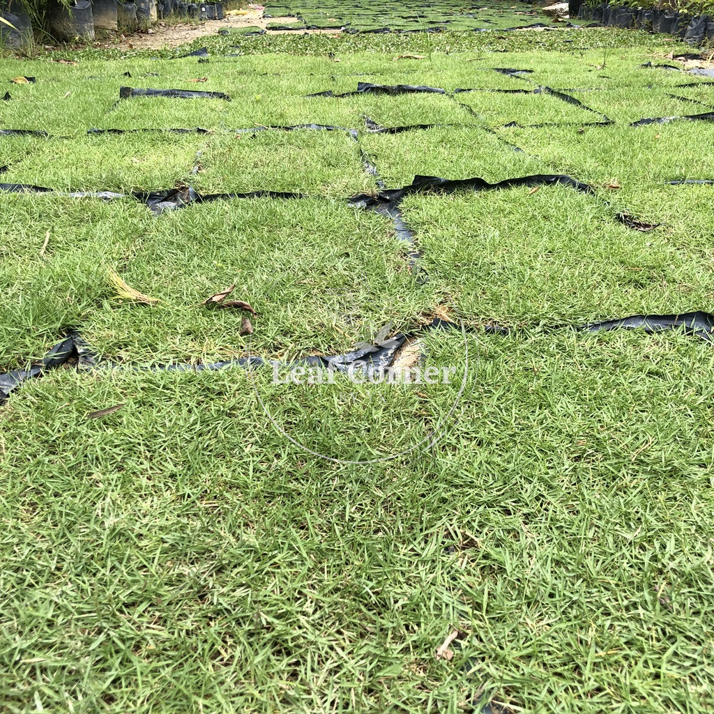 Taiwan Grass Real Life Grass Carpet Grass Taiwanese Grass Rumput Hidup ...