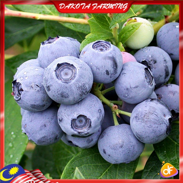 Blueberry Misty Anak Pokok Blueberry Misty Low Land Pokok Rare | Shopee ...