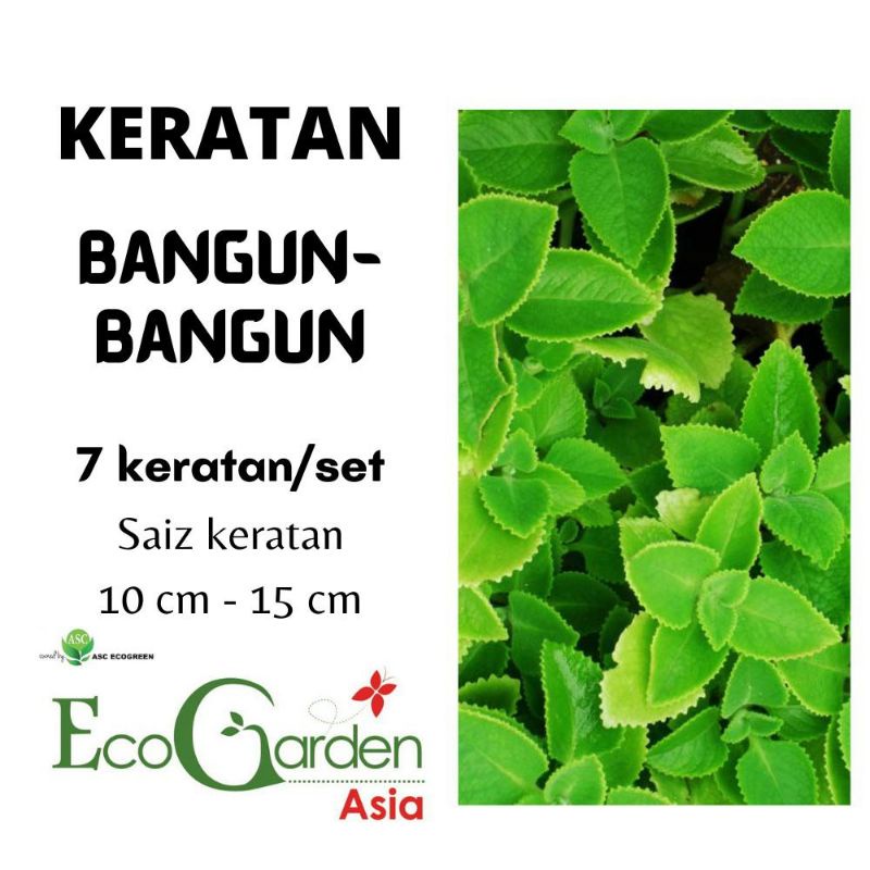 Keratan Pokok Bangun-Bangun (Daun Hijau) RM4 (7 keratan) Saiz Keratan ...