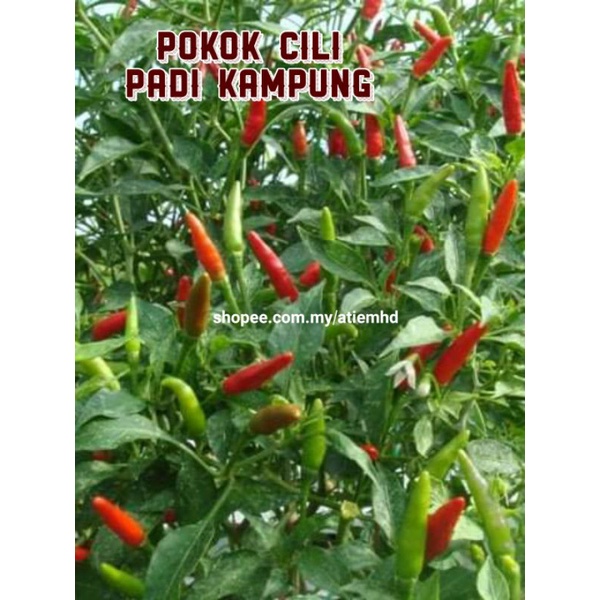 Pokok Cili Padi Kampung **anak pokok dalam polybag/ Biji Benih 15 pcs ...