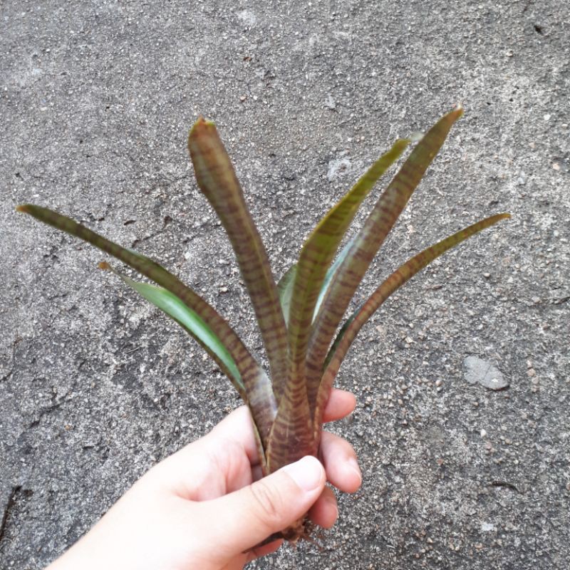 [Ready Stock] Bromeliad Neoregelia Red Tiger Cub (Miniature Bromeliad ...