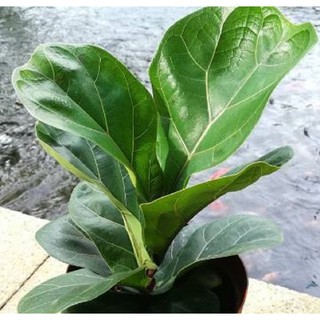 Real Plants Fiddle Leaf Fig Ficus Lyrata Pokok Fig Indoor Plants Pokok ...