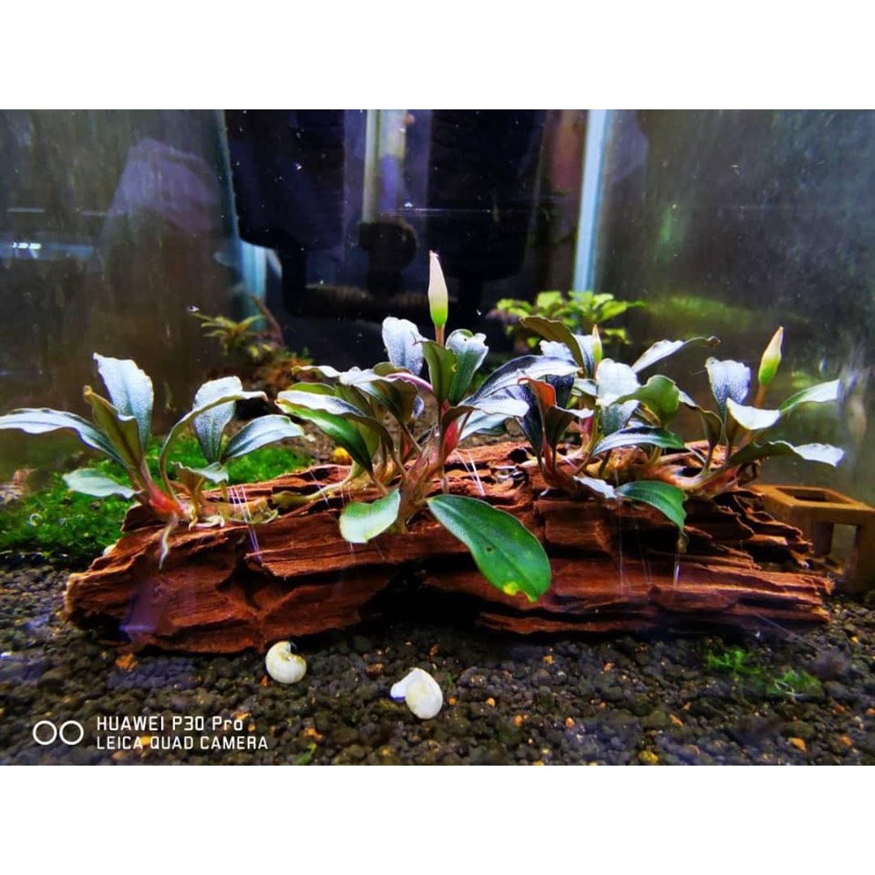 Bucephalandra Theia (Aquatic Plant) | Shopee Malaysia