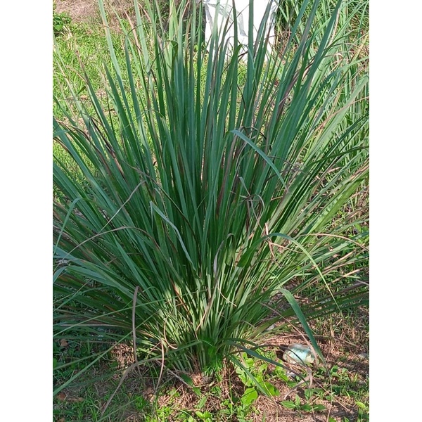 Anak pokok serai berakar | Shopee Malaysia