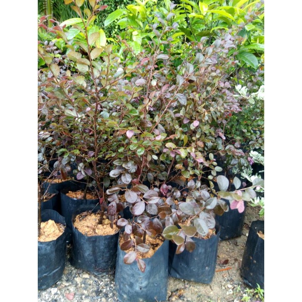 Anak pokok bunga kesinai merah/Loropetalum/Pokok Hiasan/Pokok Pagar ...