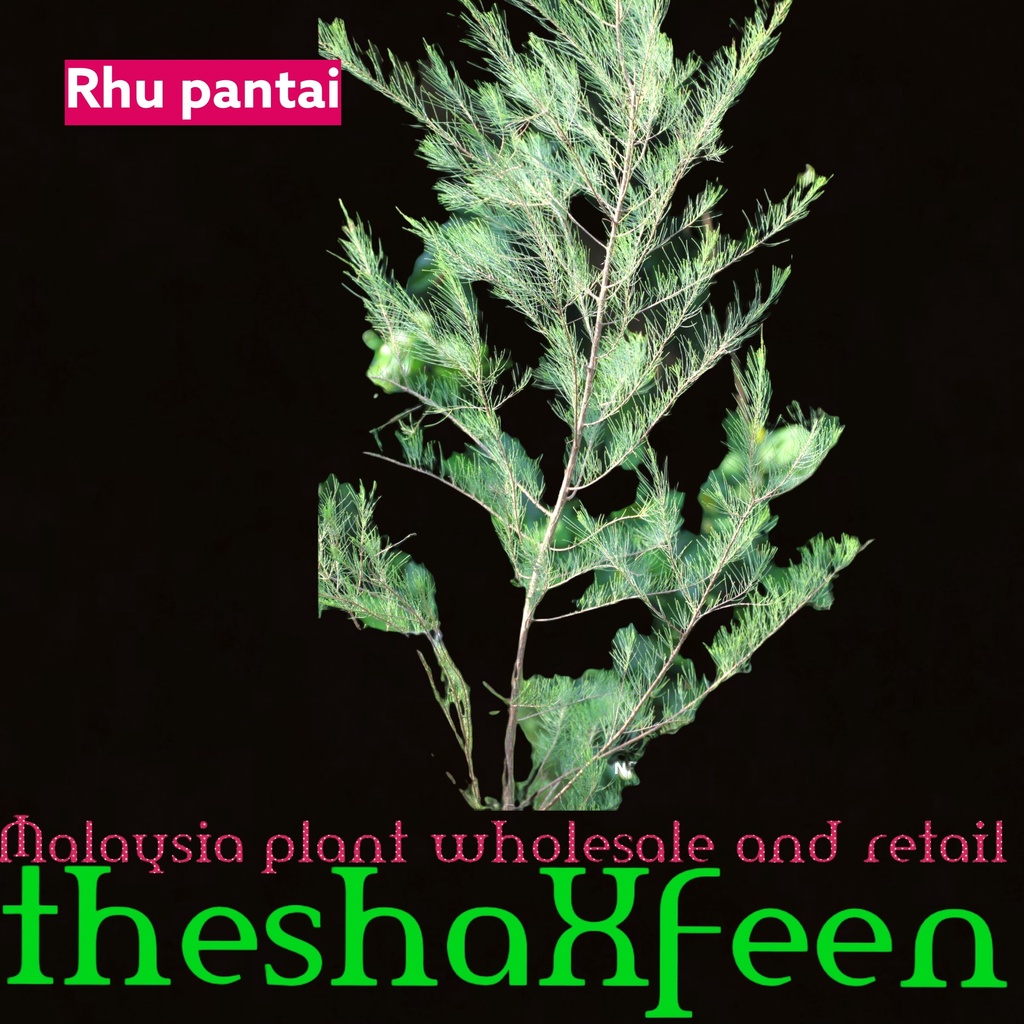 Pokok rhu pantai theshaxfeen | Shopee Malaysia