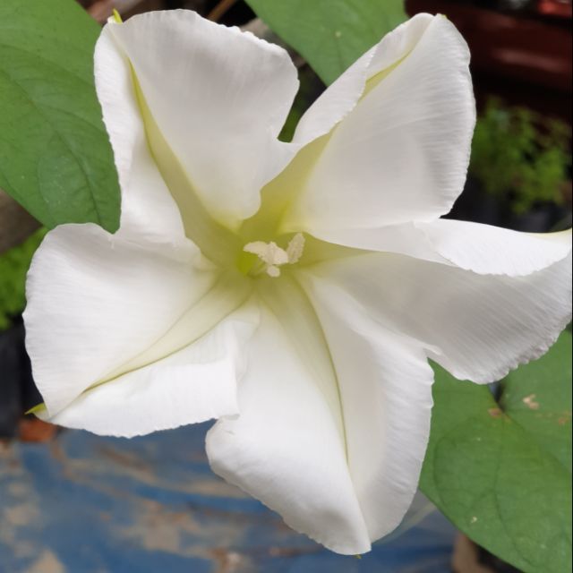 Chom Chan/Moon Flower Seeds/biji benih | Shopee Malaysia