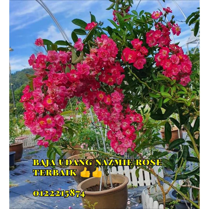 🌹🌹 BAJA ROSE / ROSE FOOD TERBAIK UNTUK BUNGA ROSE ATAU BUNGA LAIN 👍 ...