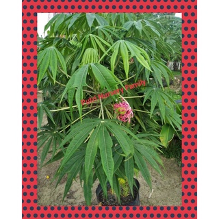 Biji Benih Pokok Gambir Sarawak | Shopee Malaysia