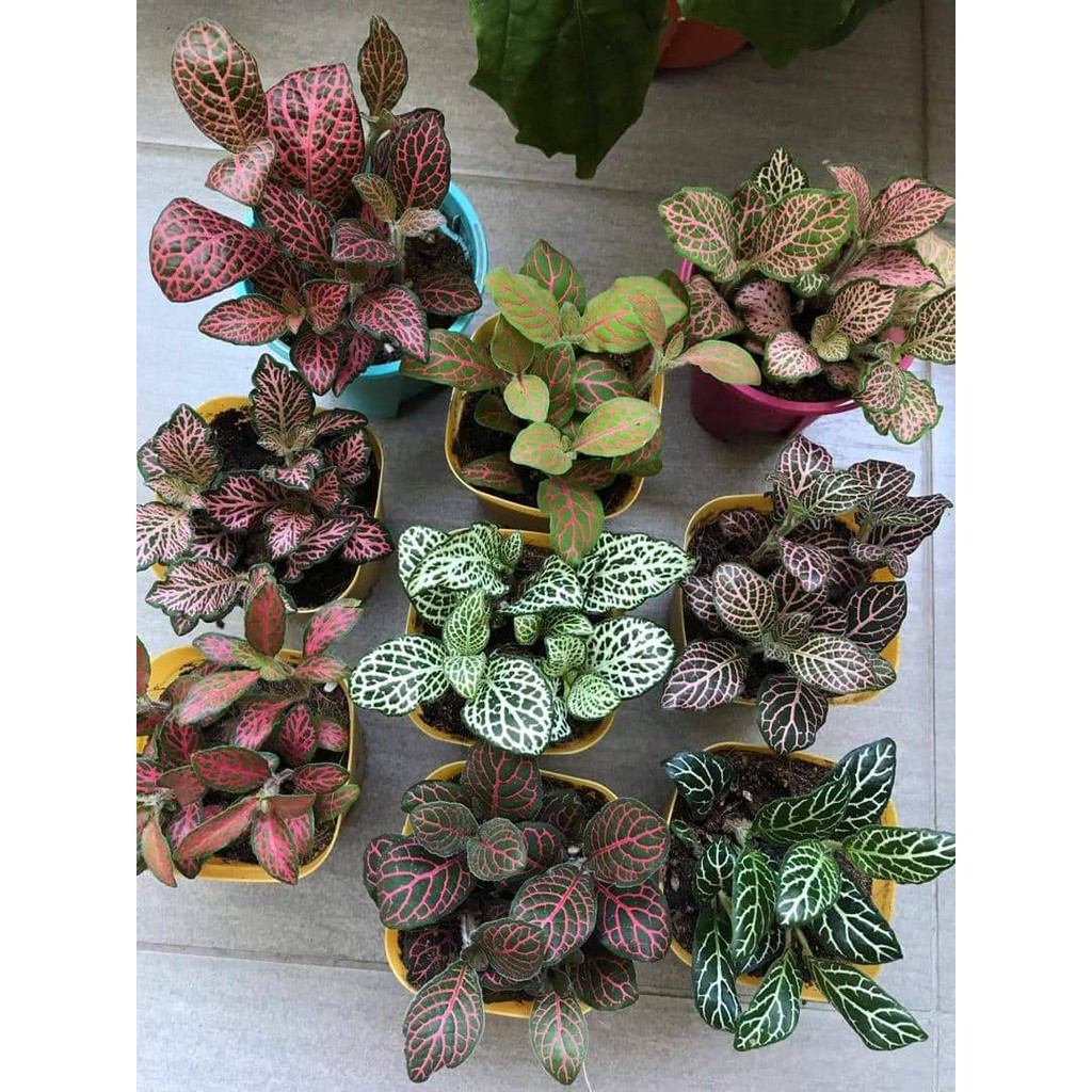 Fittonia Indoor Nerve Plant with Pot | Shopee Malaysia