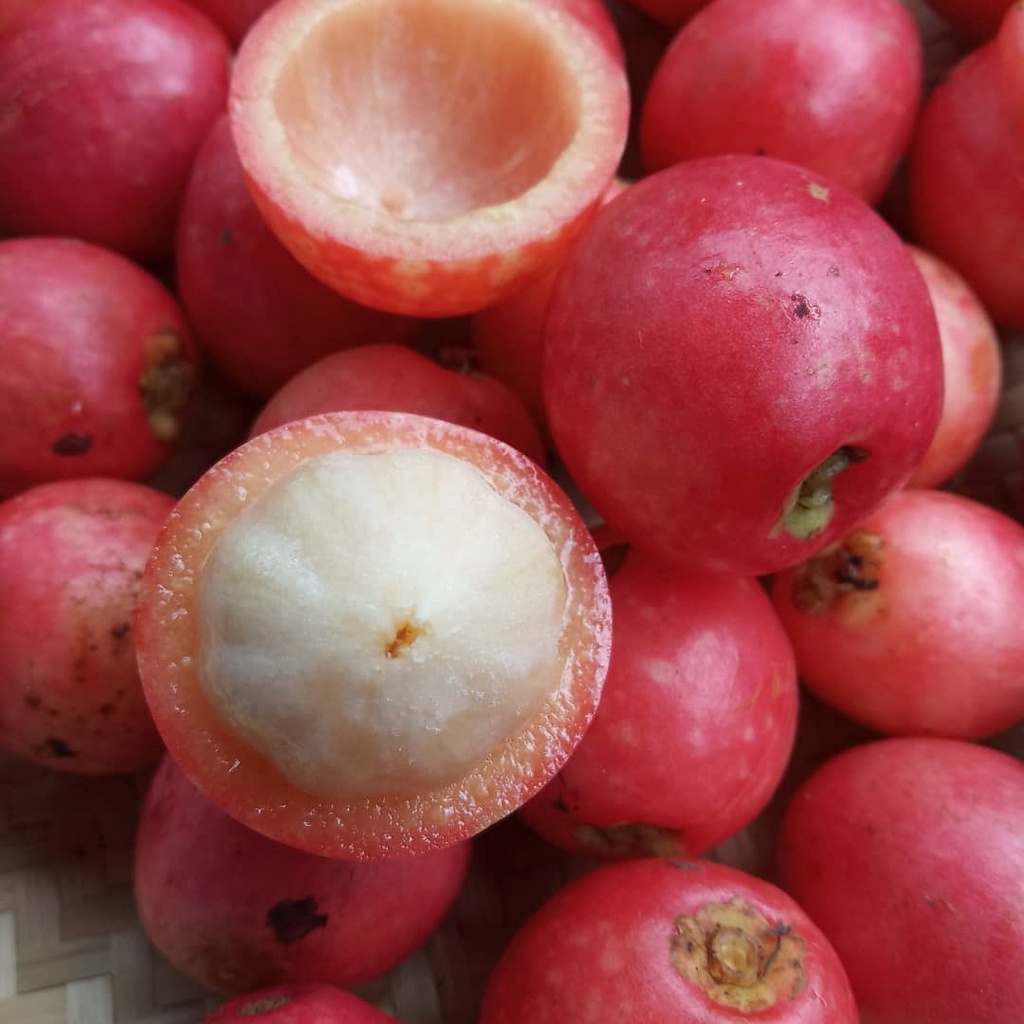 Anak Pokok Asam Aur-Aur/Arui-Arui/Kundung/Kundong/Kendung | Shopee Malaysia