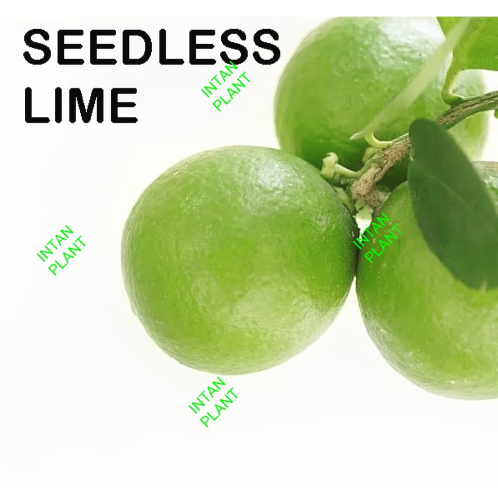 Live Plant SEEDLESS Calamansi Plant Pokok Limau Kasturi/ Limau Nipis TANPA BIJI(Citrus ...