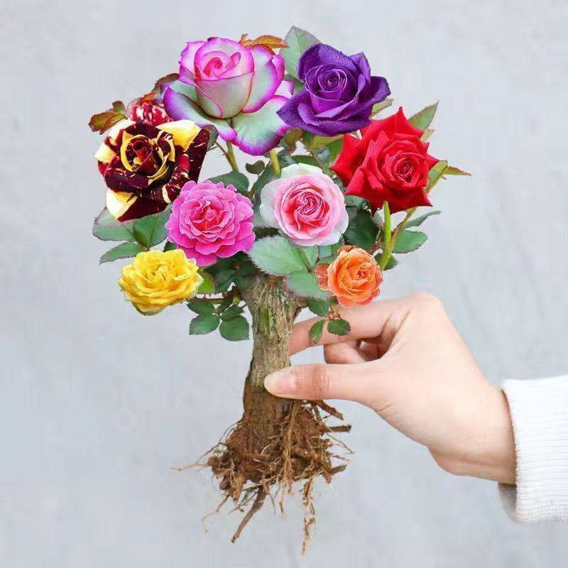 Bunga benih pokok bunga benih pokok pokok rose rose anak pokok bunga ...