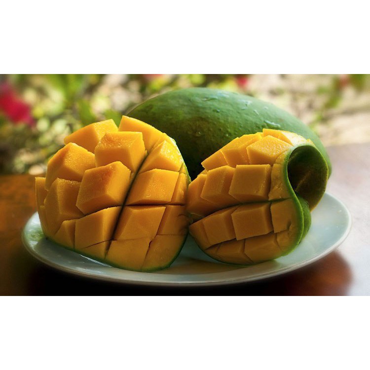 Anak Pokok Mangga Harumanis Perlis | Shopee Malaysia Anak Pokok Mangga Harumanis Perlis | Shopee Malaysia